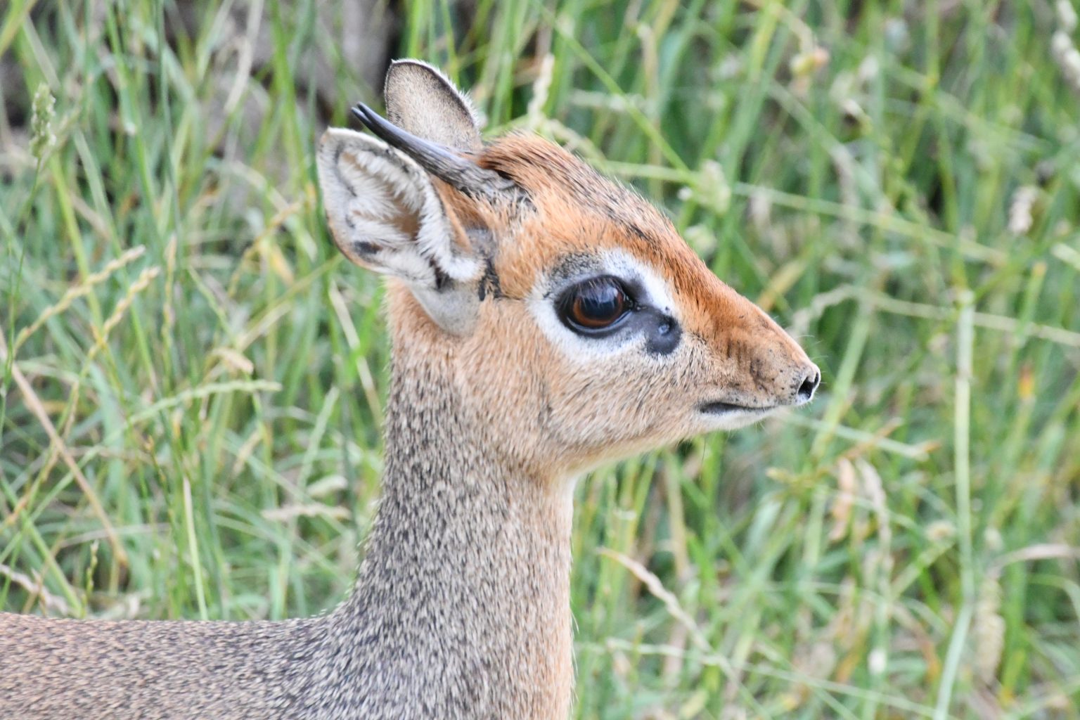Vulturine Guinea Fowl - Backyard Poultry